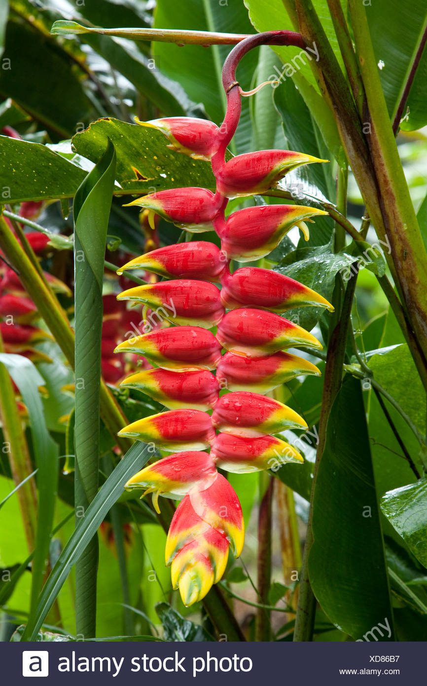 Variety Pendula High Resolution Stock Photography and Images - Alamy