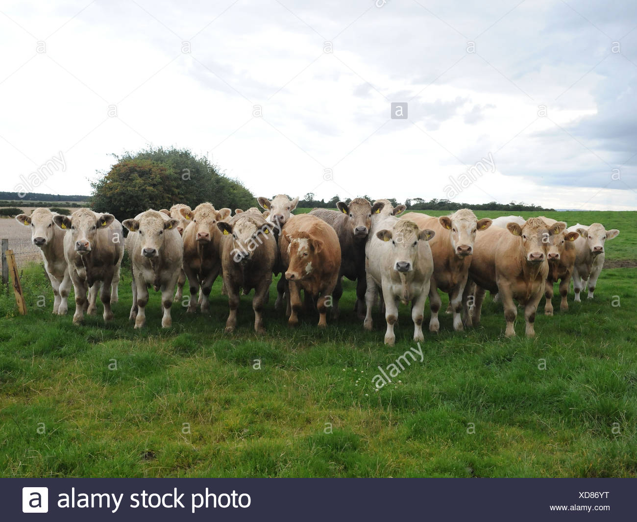 Team Group Line Up Stock Photos & Team Group Line Up Stock Images - Alamy