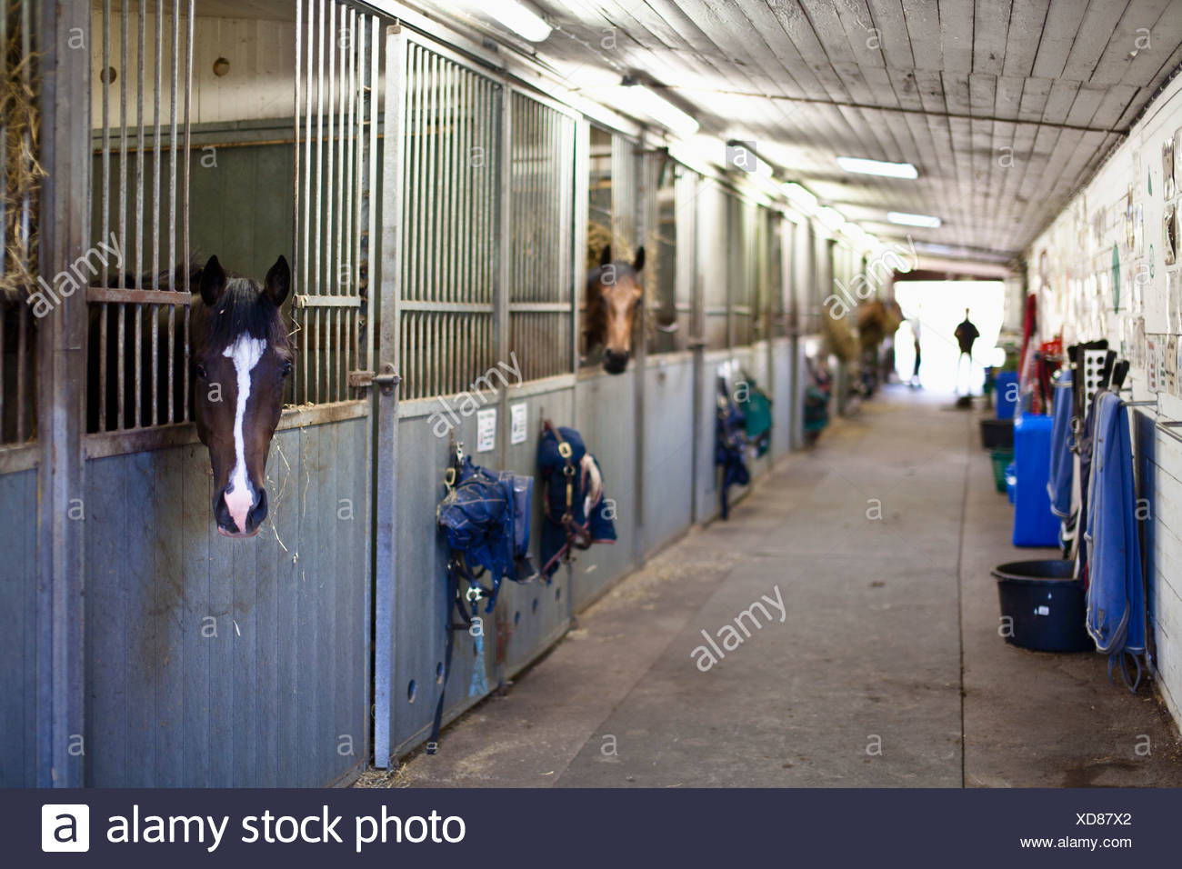 Stable Horses High Resolution Stock Photography and Images - Alamy