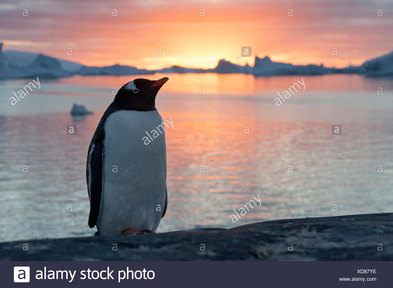 Antarctic Penguin Sunset High Resolution Stock Photography and Images ...