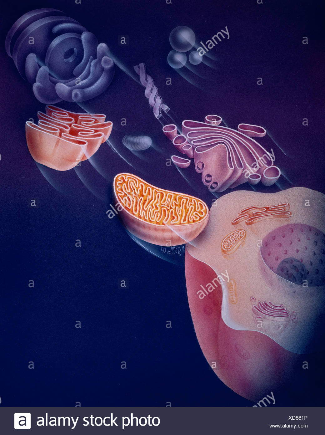 Cytoplasm Cell High Resolution Stock Photography and Images - Alamy