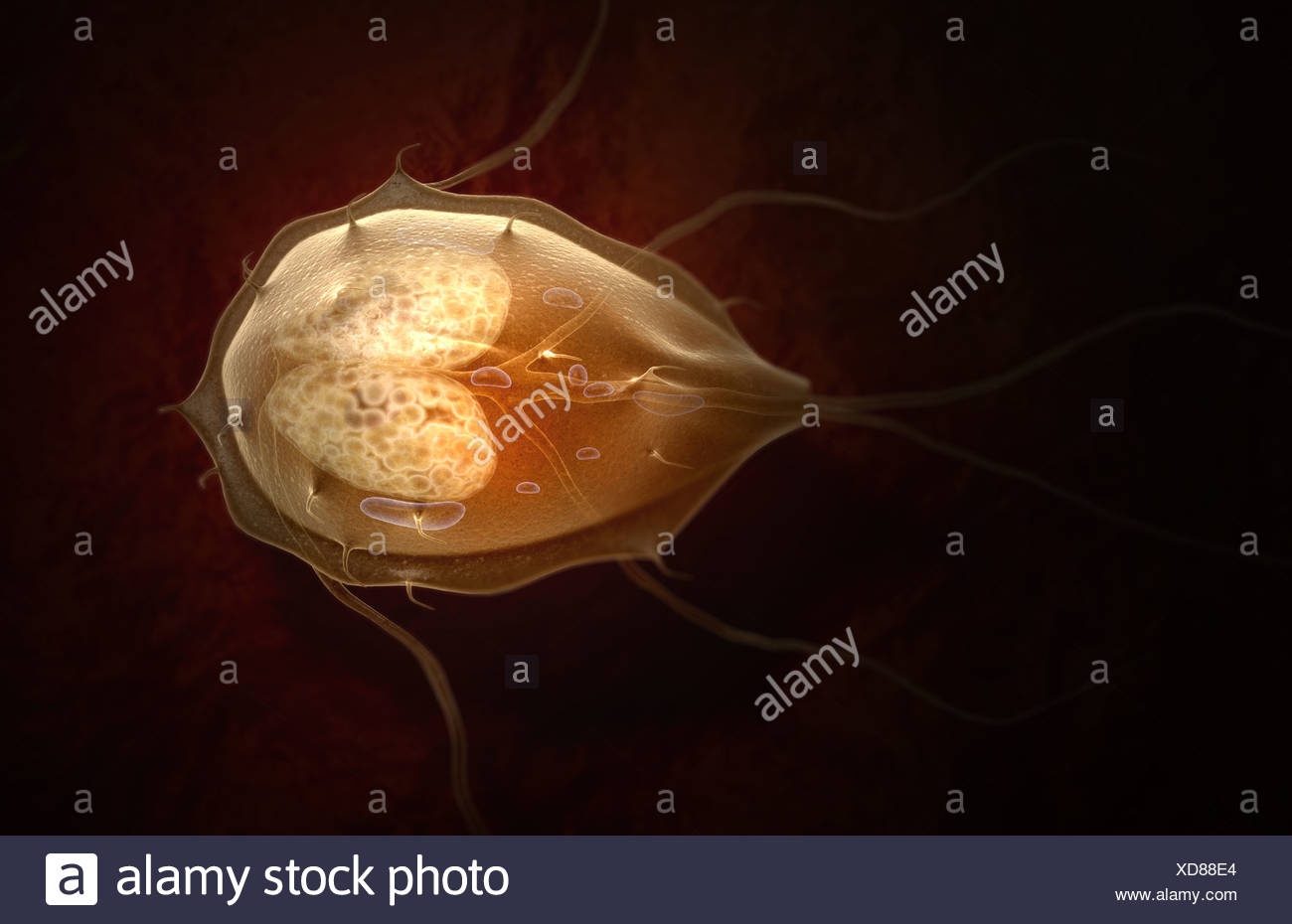Giardia Lamblia Stock Photos & Giardia Lamblia Stock Images - Alamy