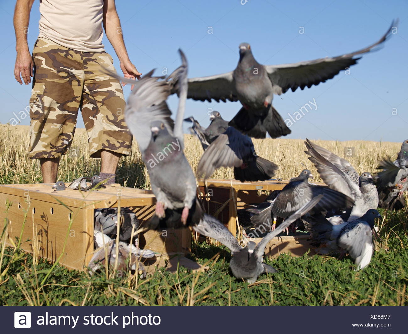 Racing Pigeon High Resolution Stock Photography and Images - Alamy