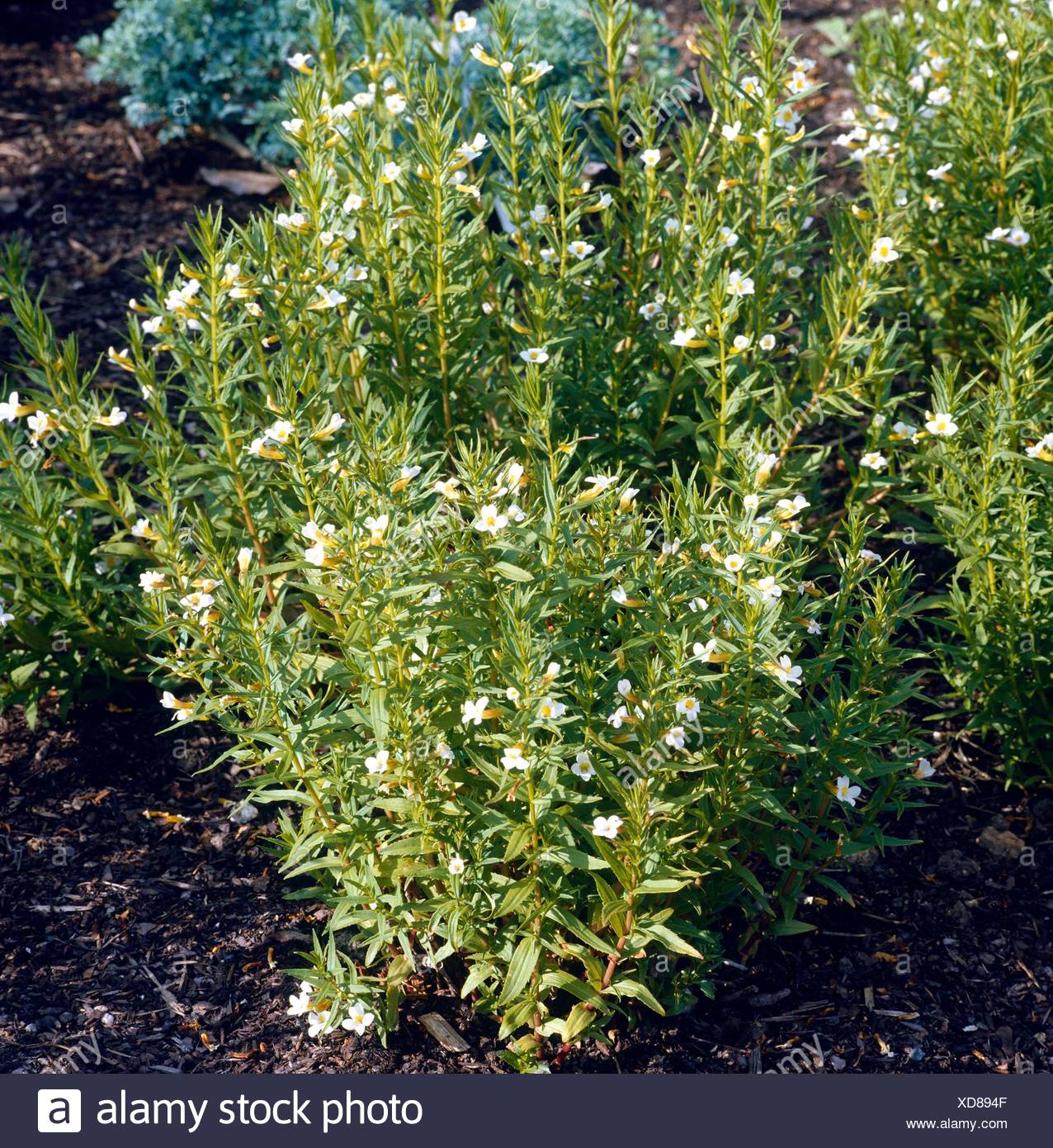 Gratiola Officinalis High Resolution Stock Photography and Images - Alamy