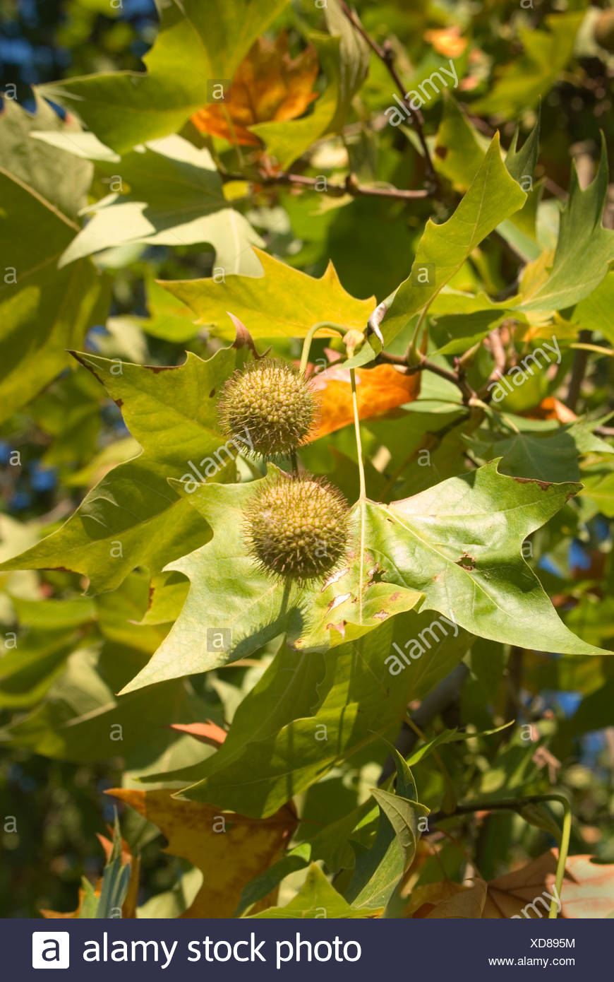 Fruit Sycamore High Resolution Stock Photography and Images - Alamy