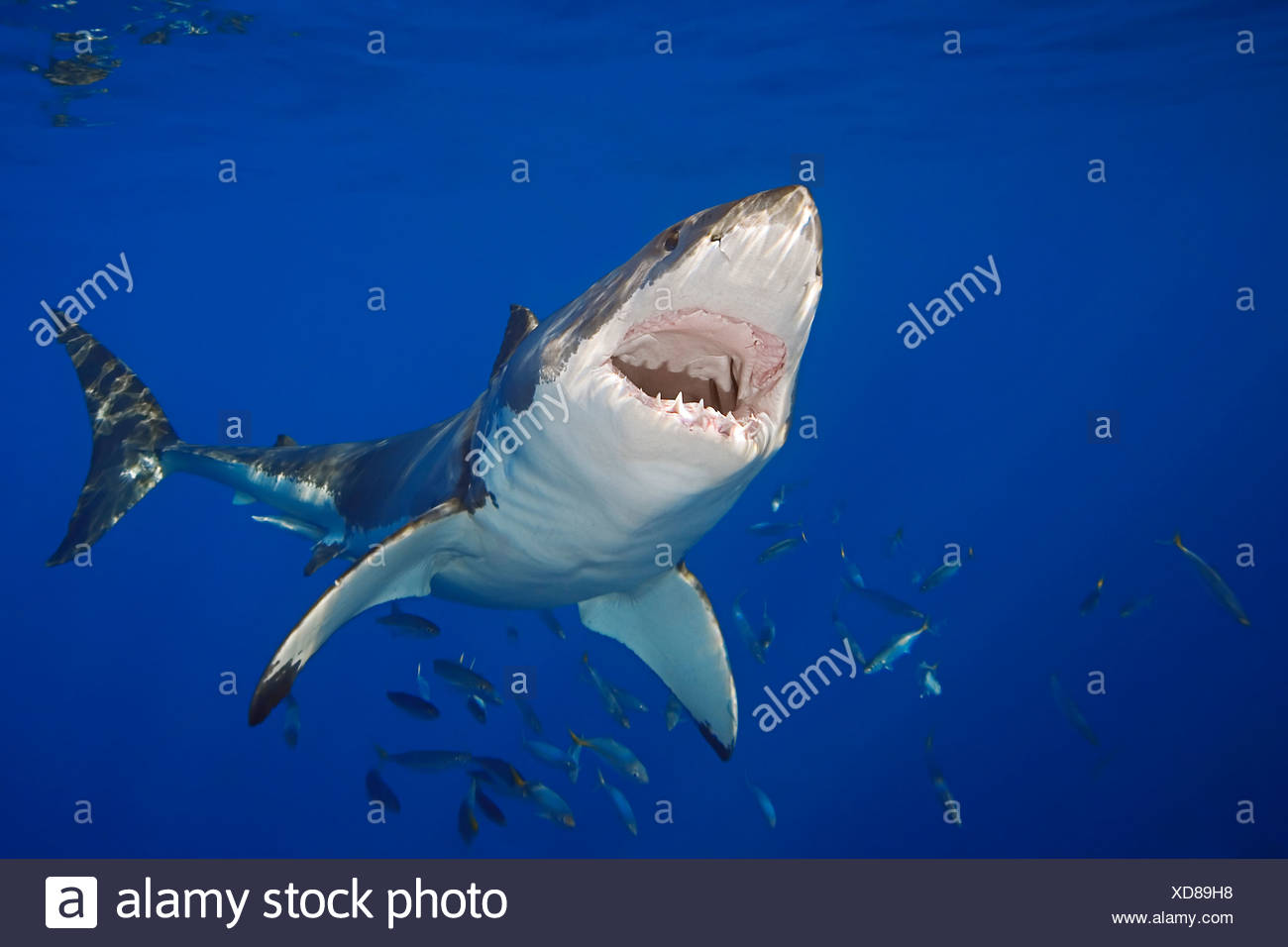 Lamnidae High Resolution Stock Photography and Images - Alamy