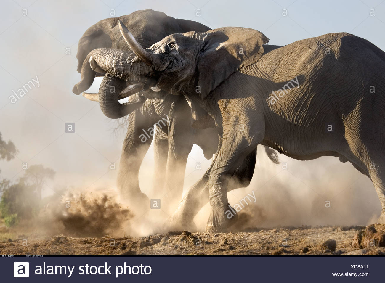 African Animals Fighting Stock Photos & African Animals Fighting Stock ...