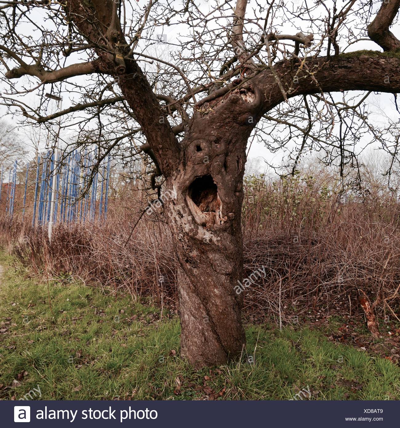 Anthropomorphic Tree High Resolution Stock Photography and Images - Alamy
