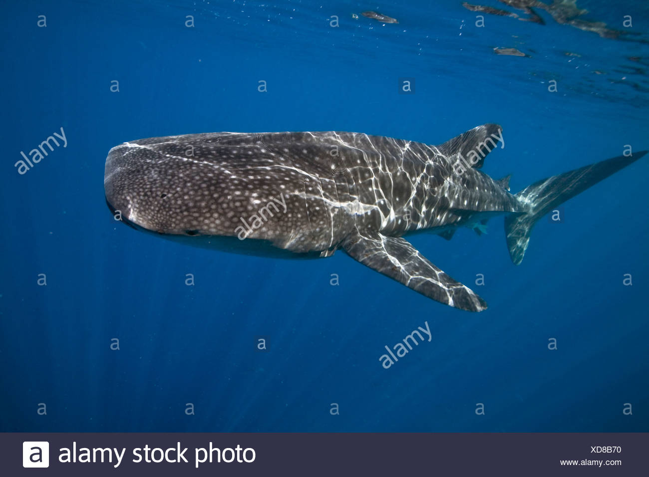 Palawan Philippines Whale High Resolution Stock Photography and Images - Alamy