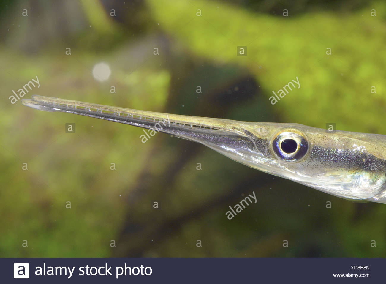 Silver Needlefish High Resolution Stock Photography and Images - Alamy