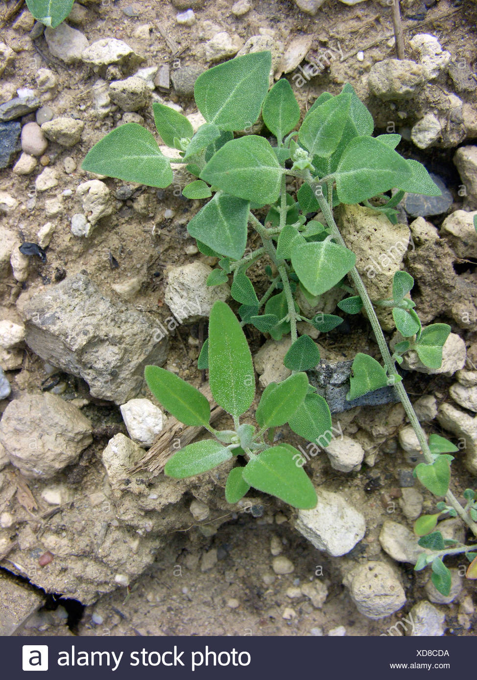 Stinking Goosefoot Chenopodium Vulvaria High Resolution Stock ...