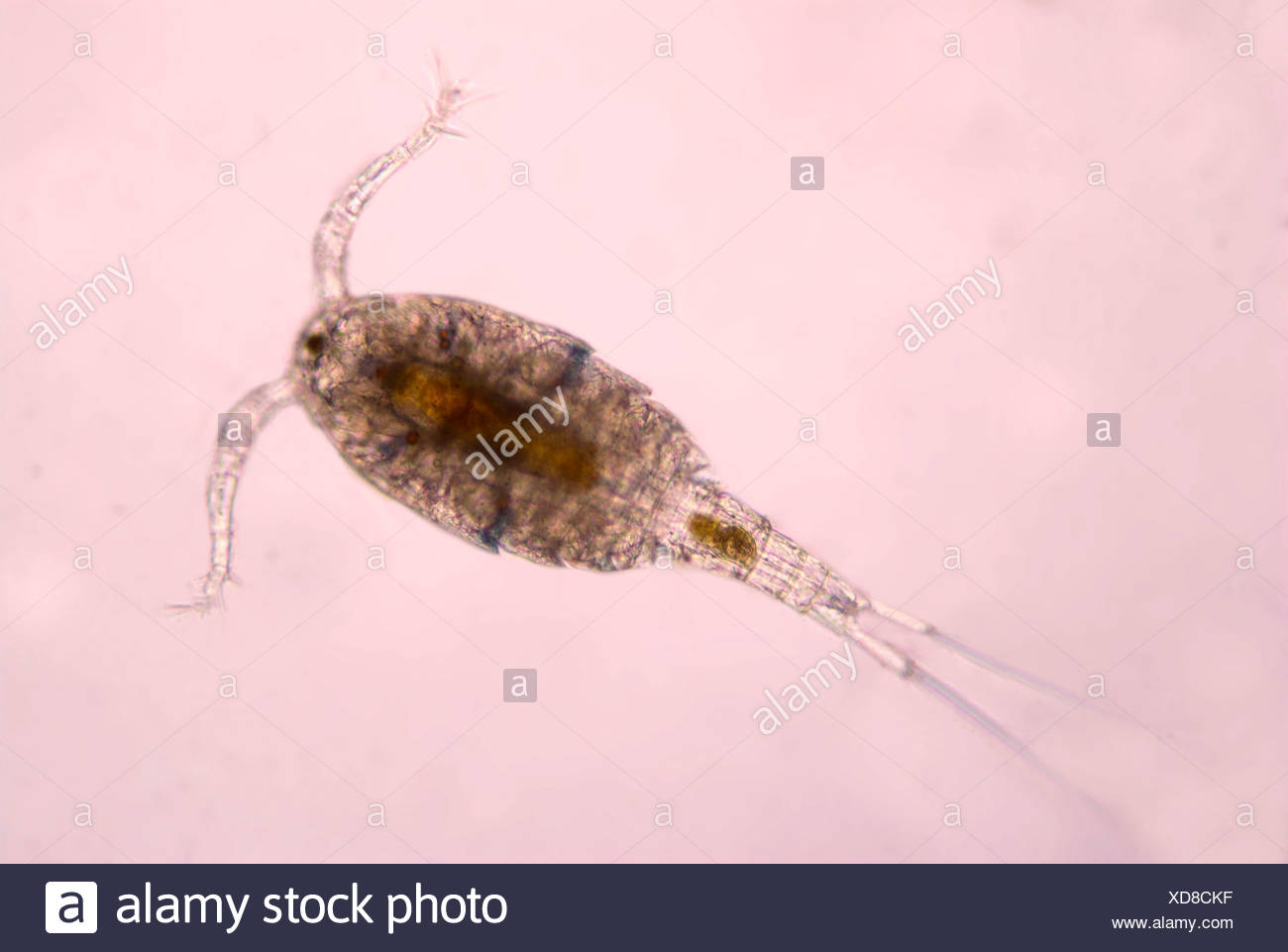Cyclops Copepod Stock Photos & Cyclops Copepod Stock Images - Alamy