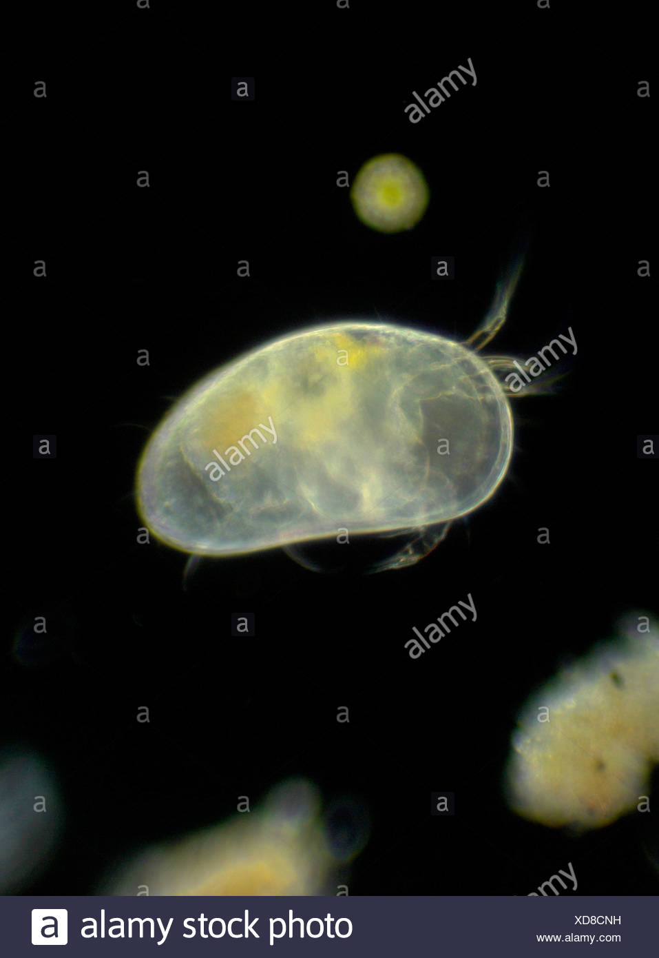 Ostracod High Resolution Stock Photography and Images - Alamy