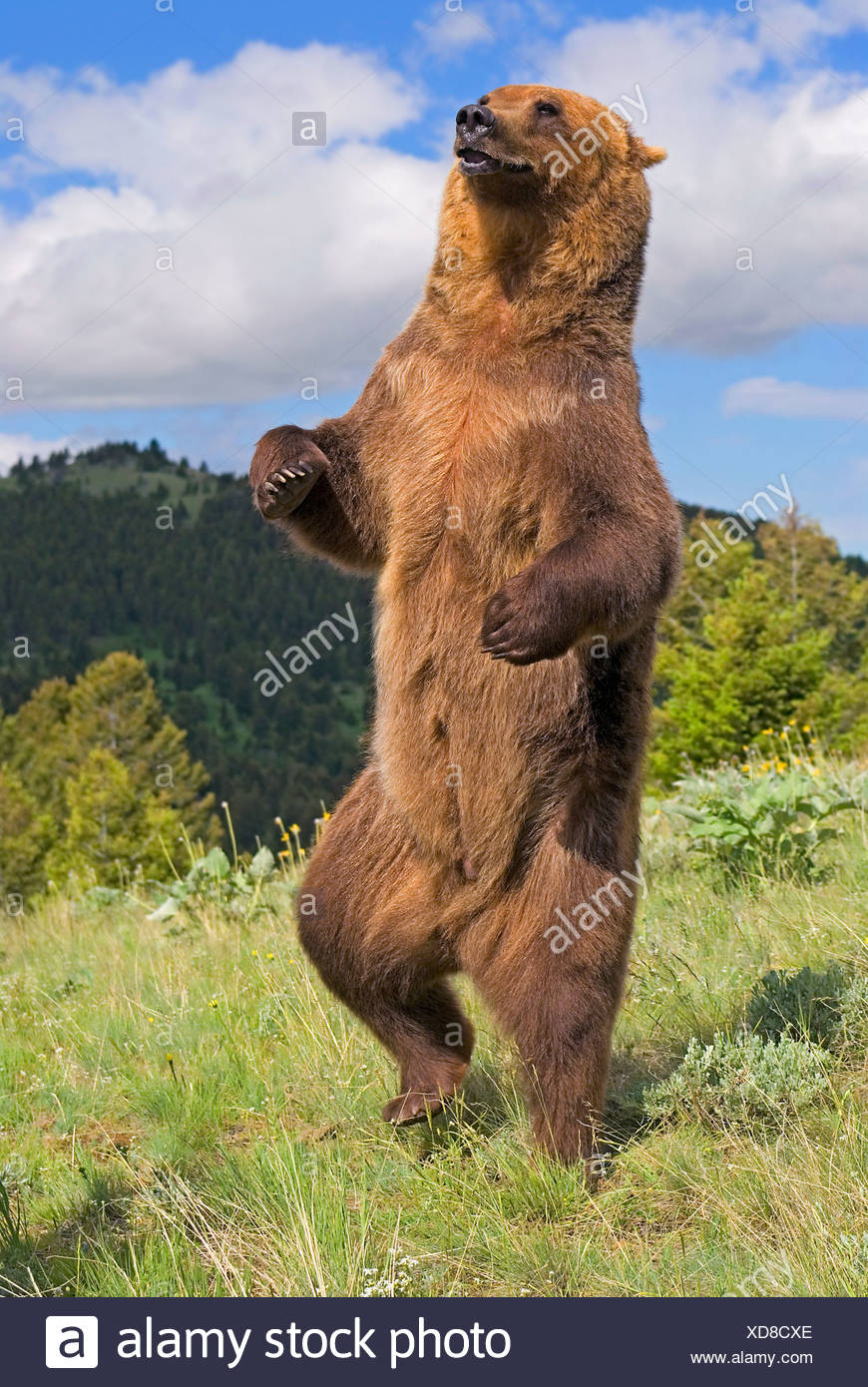 Grizzly Bear Standing On Back High Resolution Stock Photography and ...