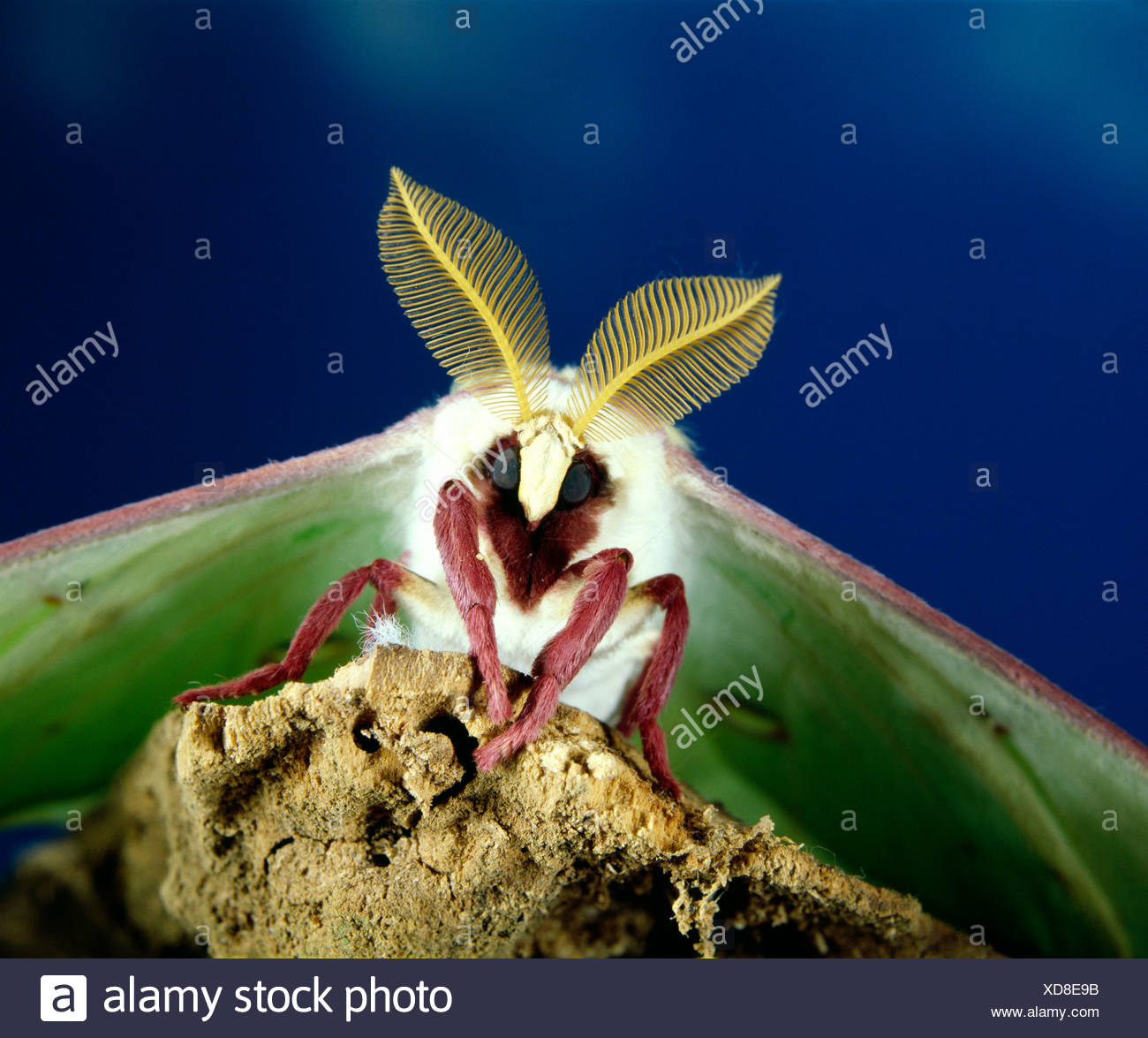 Luna Moth Antennae High Resolution Stock Photography and Images - Alamy
