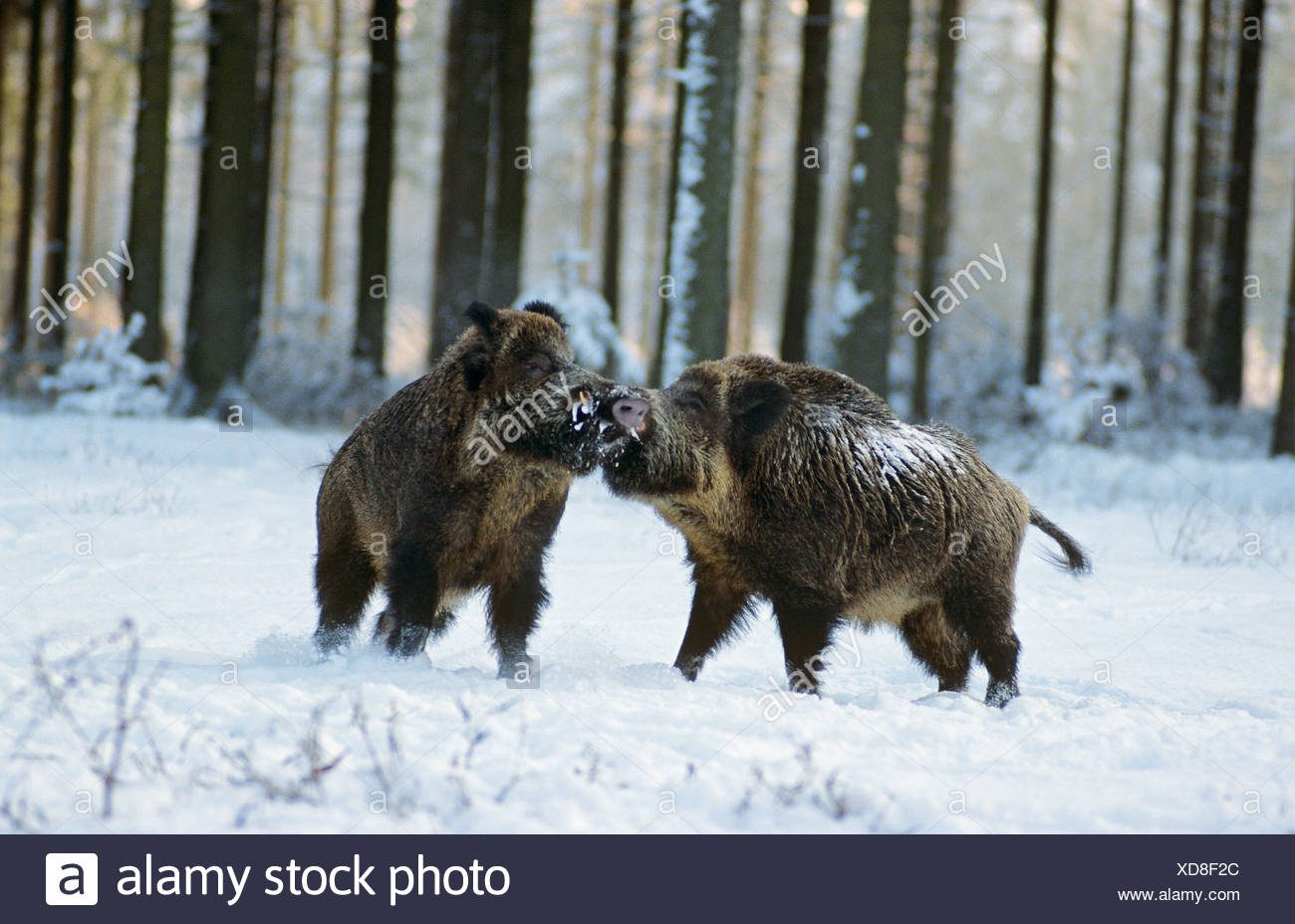 Wild Boars Fighting Stock Photos & Wild Boars Fighting Stock Images - Alamy