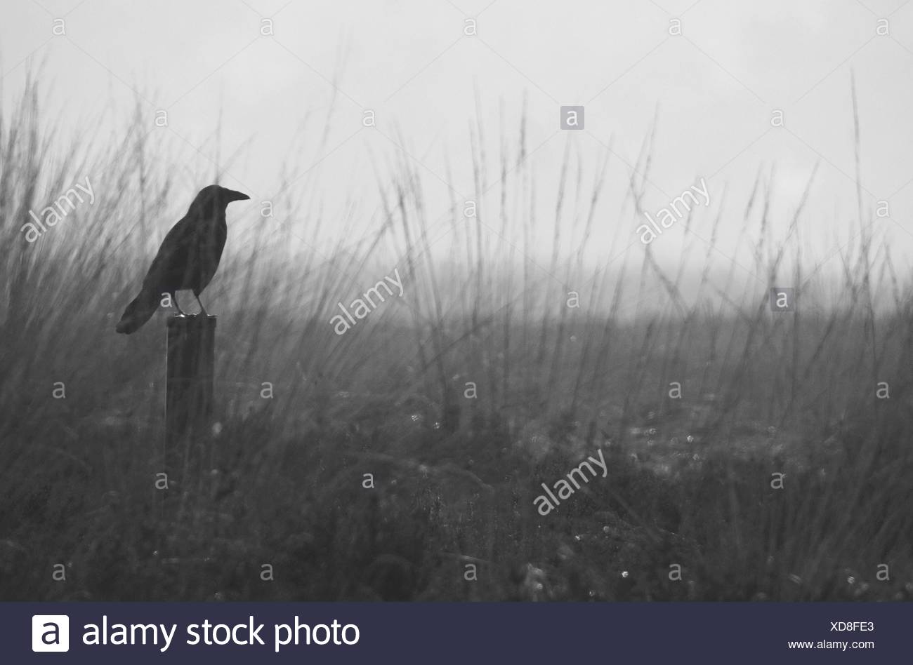 Heideveld High Resolution Stock Photography and Images - Alamy