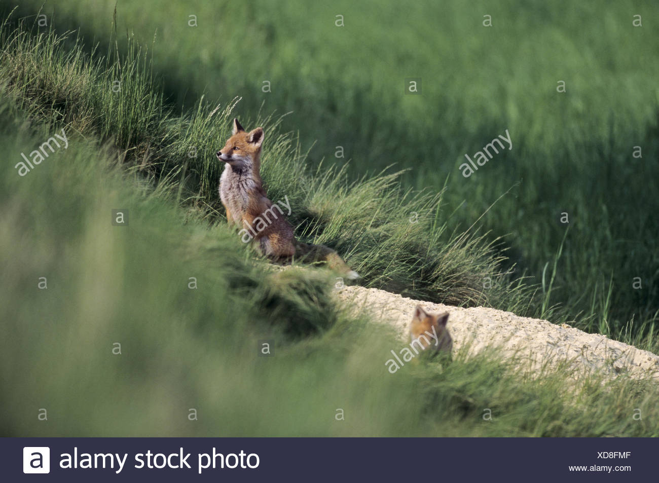 Foxs Burrow High Resolution Stock Photography and Images - Alamy