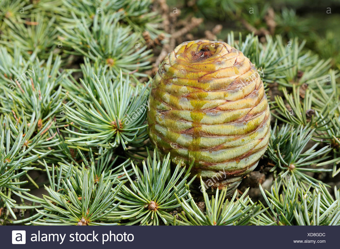 Cedar Of Lebanon Cone High Resolution Stock Photography and Images - Alamy