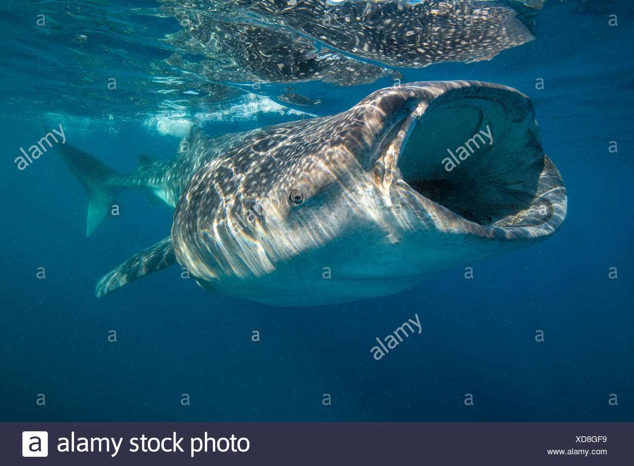 Whale Shark Rhincodon Typus High Resolution Stock Photography and ...