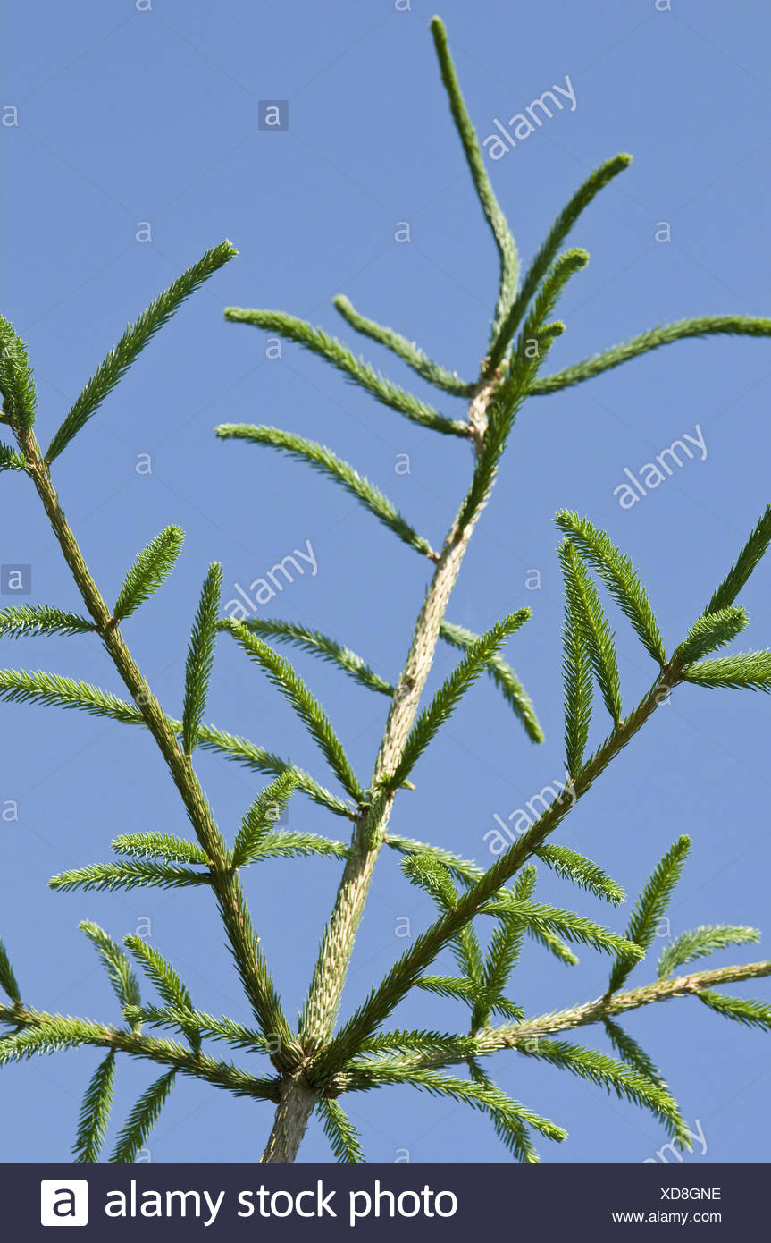 Konifere High Resolution Stock Photography and Images - Alamy