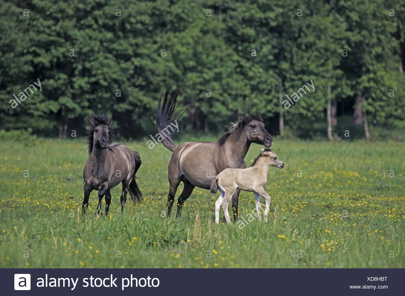 Mare And Stallion Mating High Resolution Stock Photography and Images - Alamy
