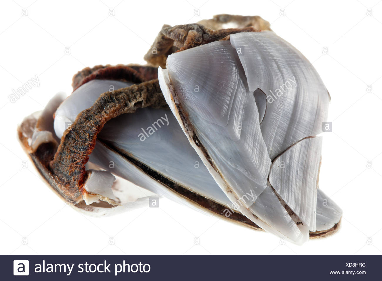 Goose Barnacles High Resolution Stock Photography and Images - Alamy