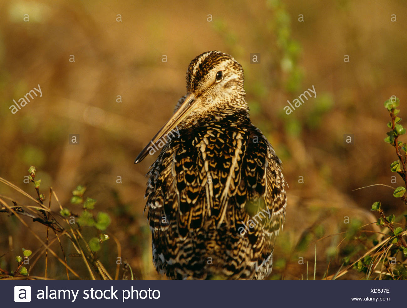 Snipe Bird Stock Photos & Snipe Bird Stock Images - Alamy