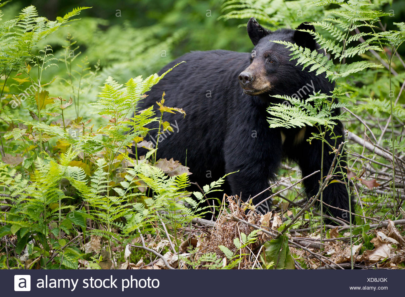 Bear Chest High Resolution Stock Photography and Images - Alamy