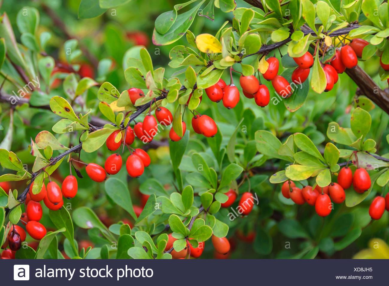Berberis Thunbergii Var Atropurpurea High Resolution Stock Photography ...