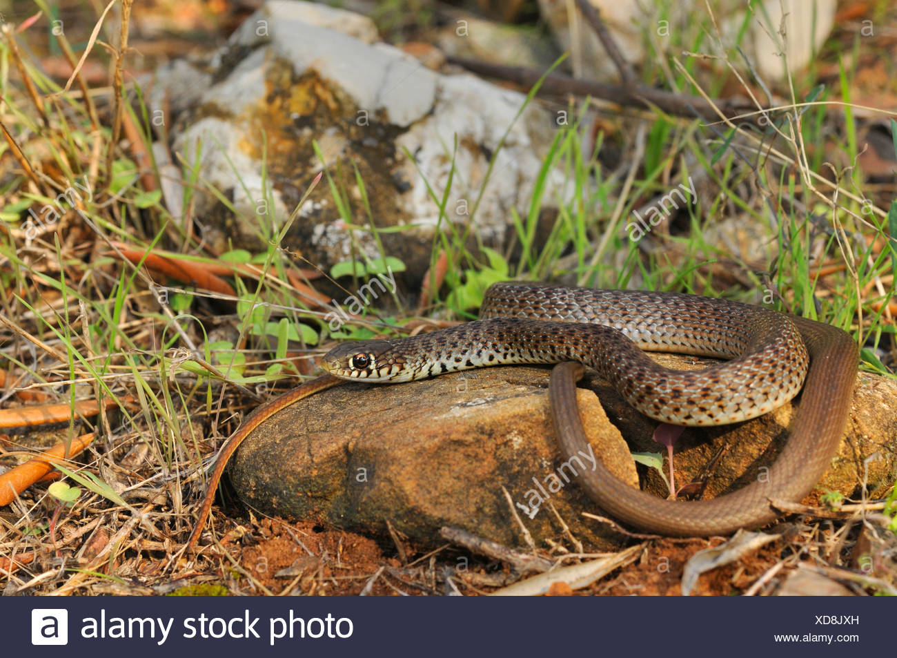 Balkan Whip Snake Hierophis Gemonensis High Resolution Stock ...