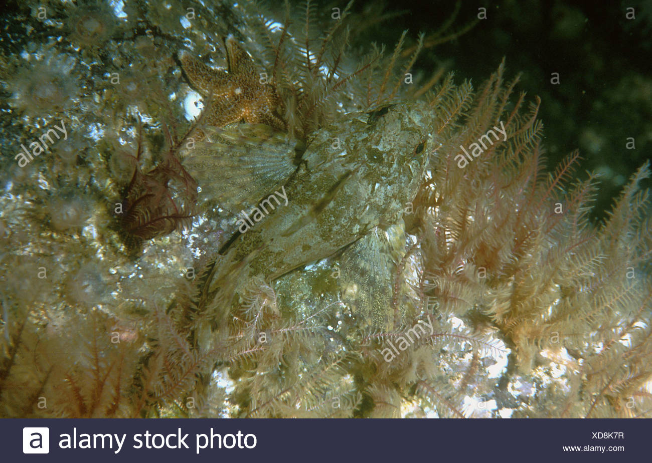 Scorpions Fish High Resolution Stock Photography and Images - Alamy