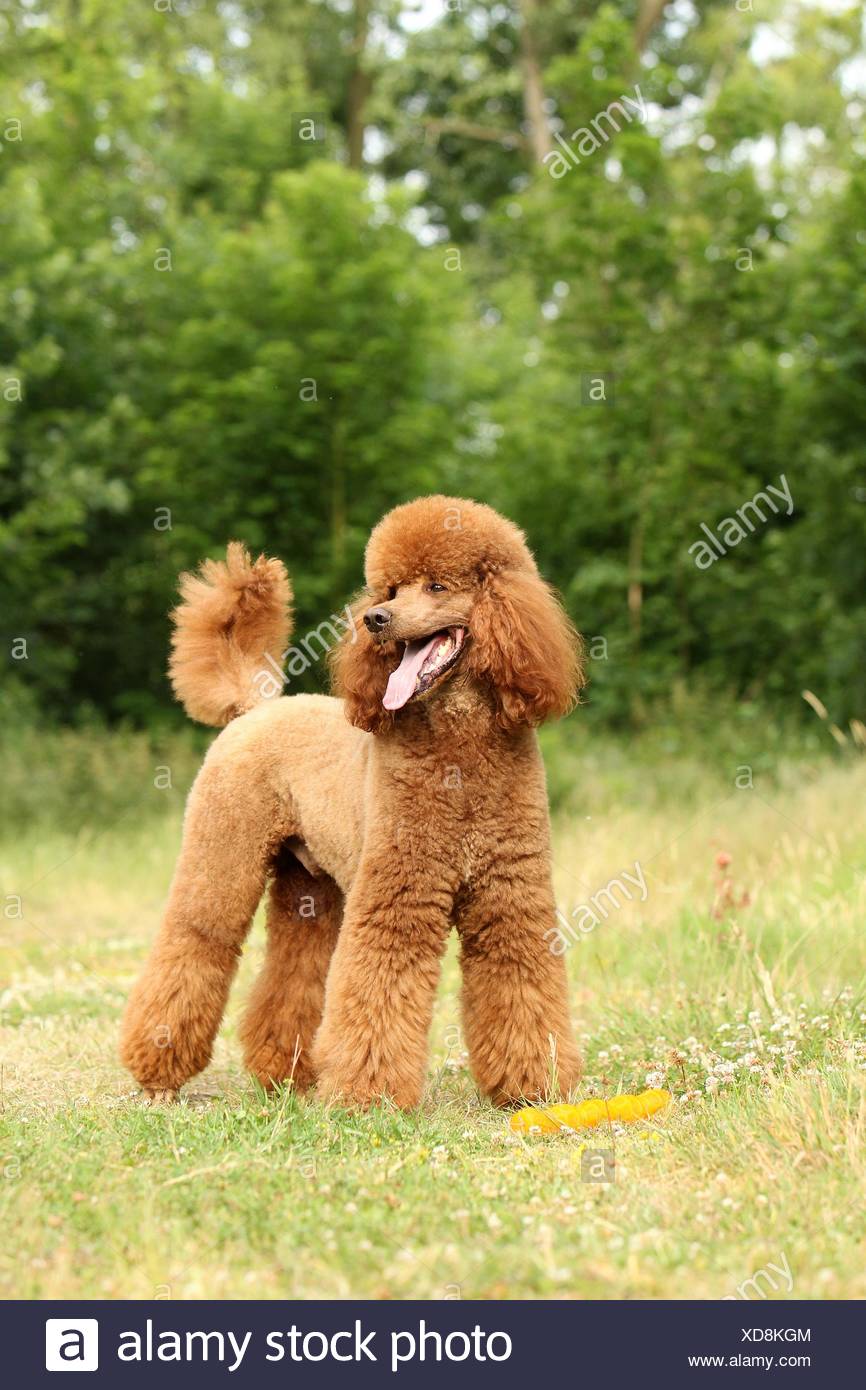 Giant Poodle Stock Photos & Giant Poodle Stock Images - Alamy