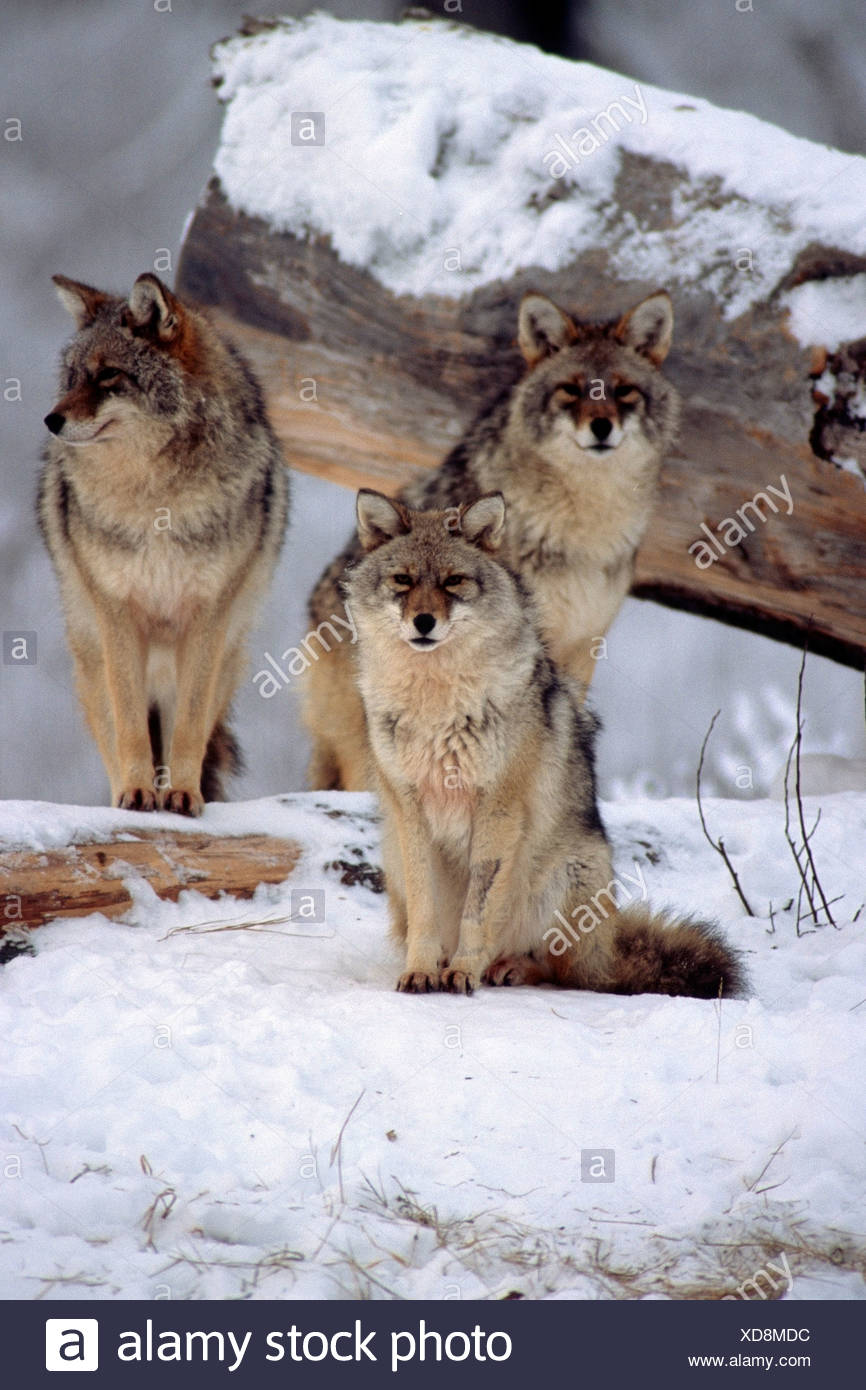 Coyote Alaska Wildlife High Resolution Stock Photography and Images - Alamy