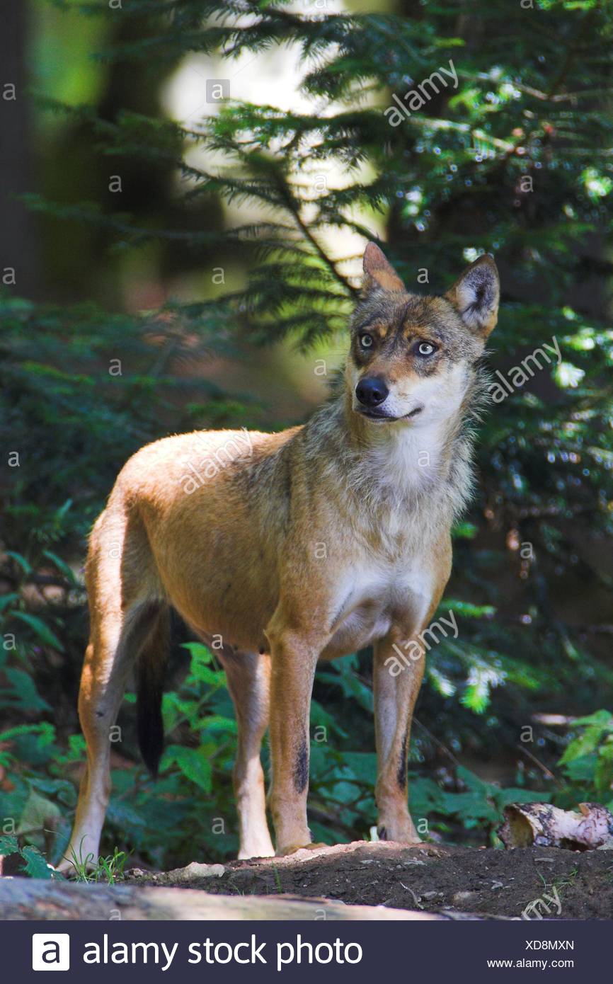 Juvenile Wolves High Resolution Stock Photography and Images - Alamy