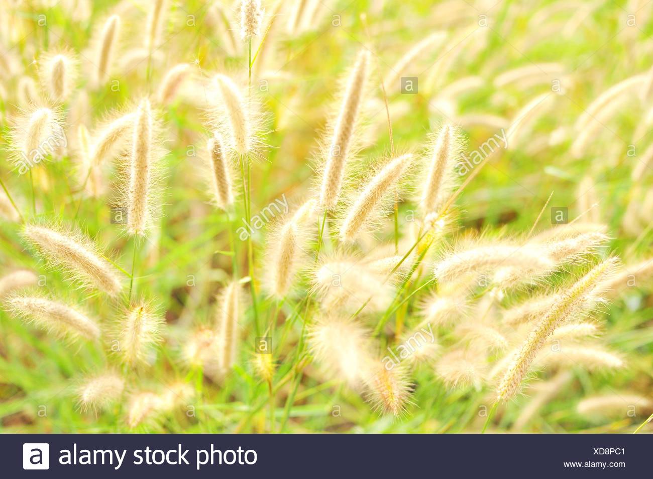 Leaf Of Marram Grass High Resolution Stock Photography and Images - Alamy