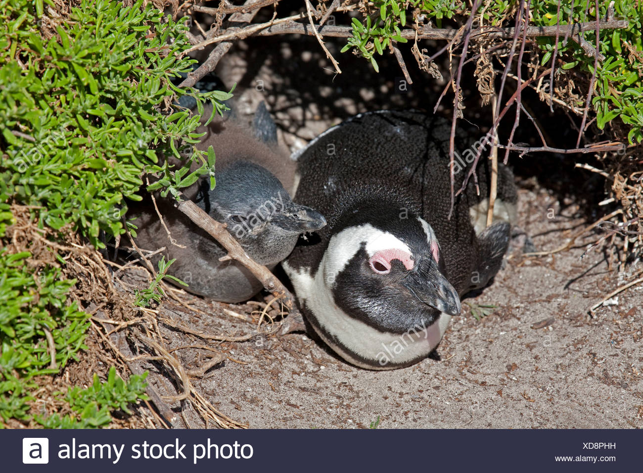 African Penguin Nest Stock Photos & African Penguin Nest Stock Images ...