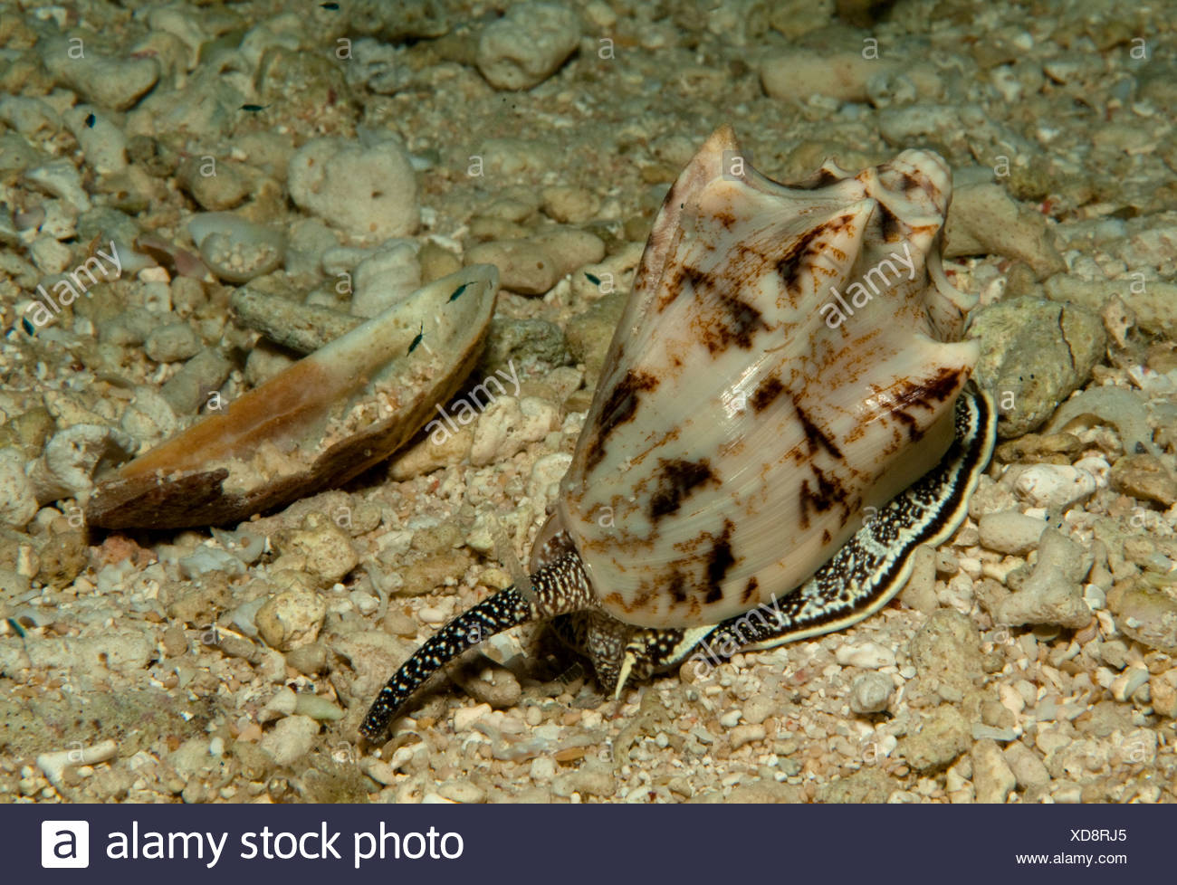 Cone Snail Stock Photos & Cone Snail Stock Images - Alamy