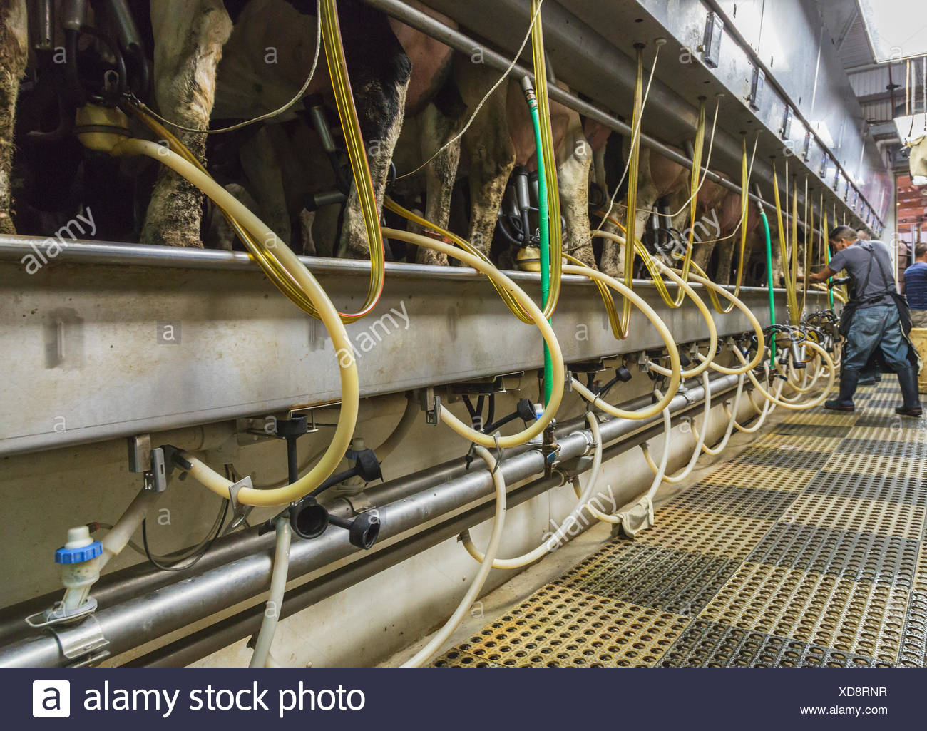 Automated Milking Machine High Resolution Stock Photography and Images ...