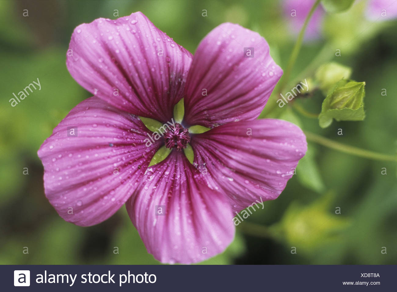 Malope Stock Photos & Malope Stock Images - Alamy