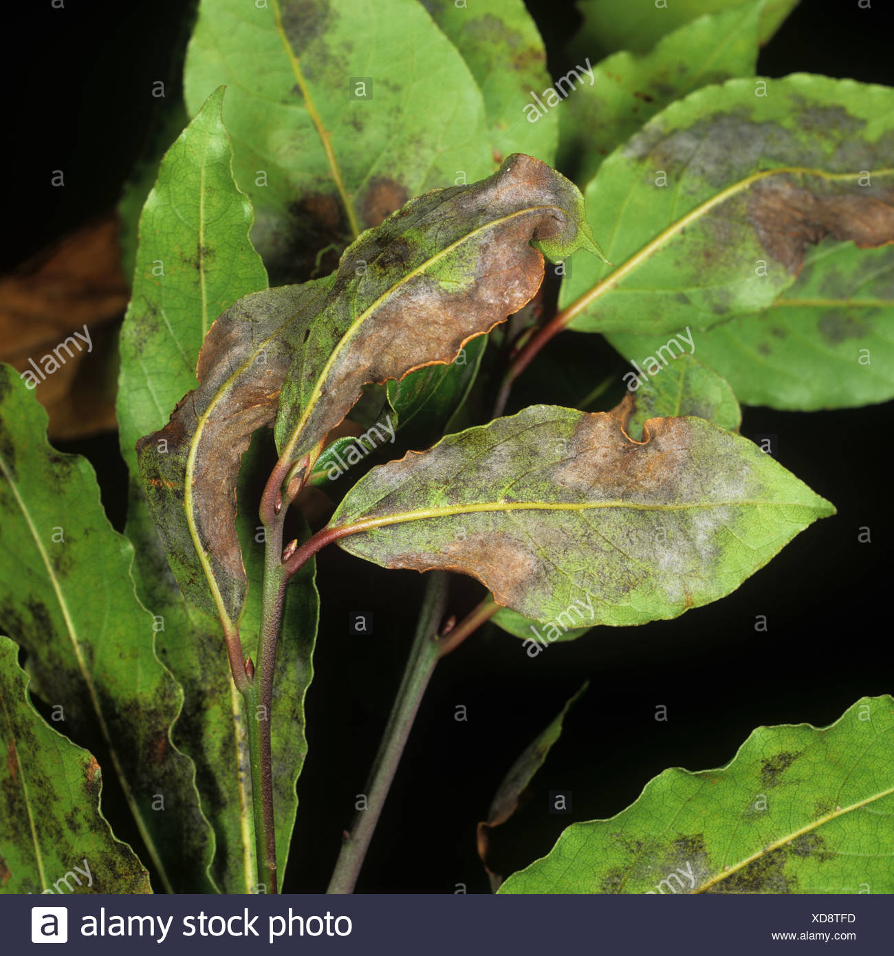 Laurus Stock Photos & Laurus Stock Images - Alamy