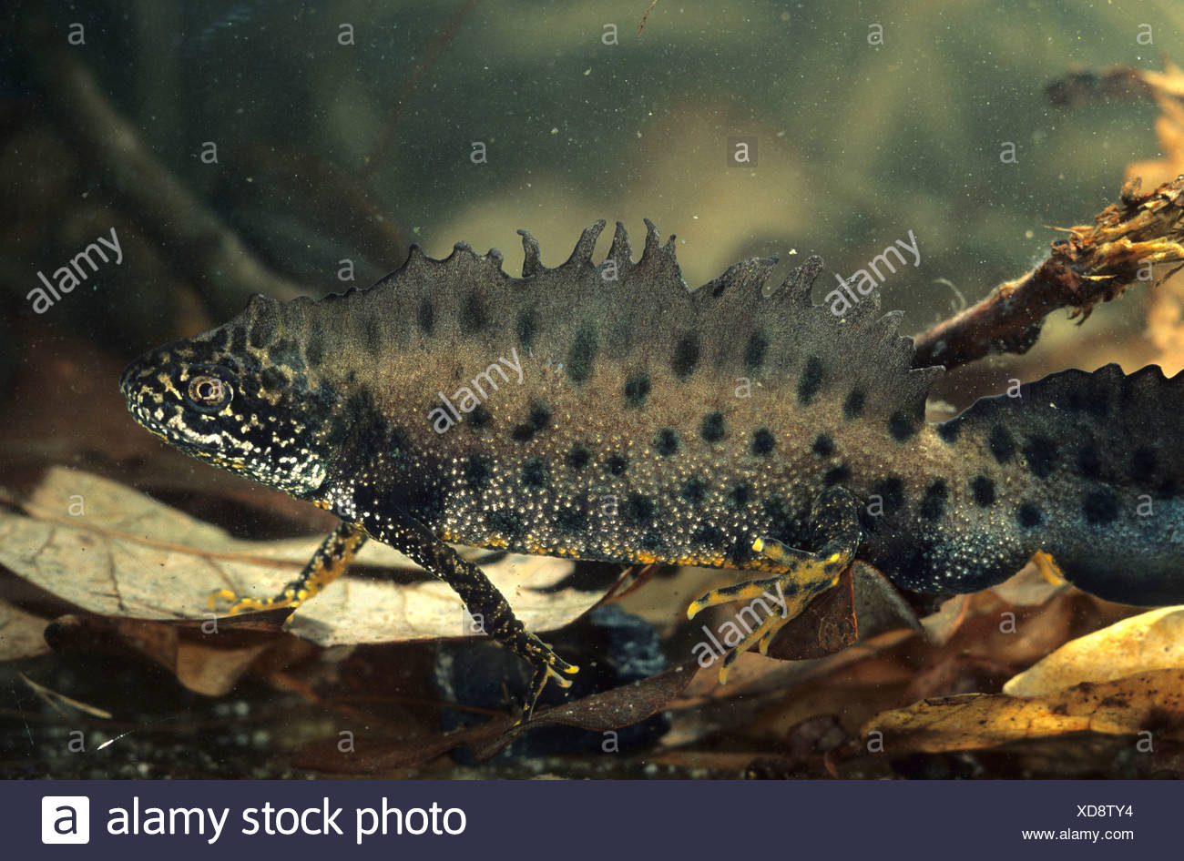 Great Crested Newt High Resolution Stock Photography and Images - Alamy