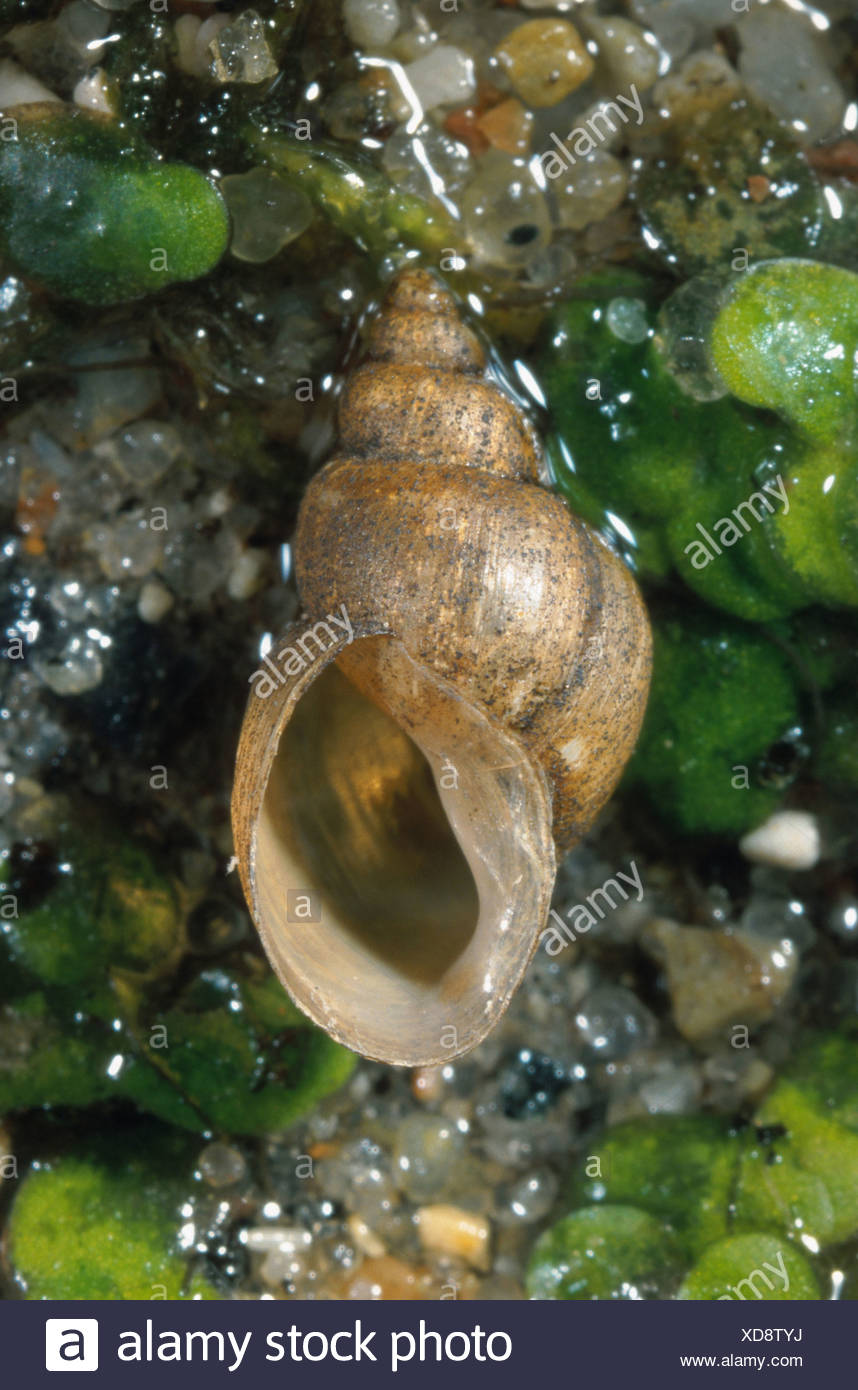 Galba High Resolution Stock Photography and Images - Alamy