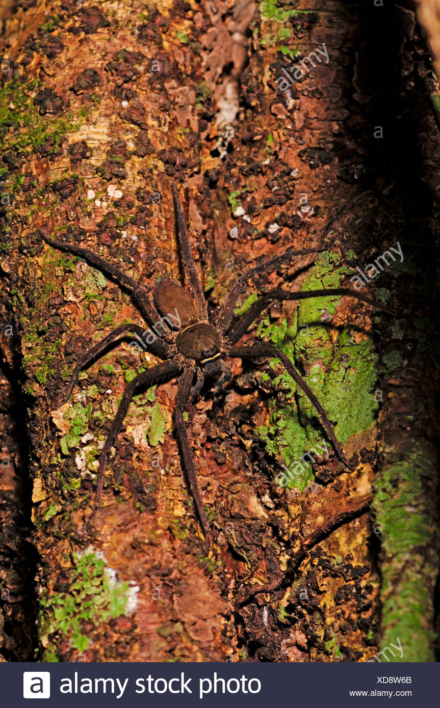 Giant Crab Spider Huntsman Spiders High Resolution Stock Photography ...