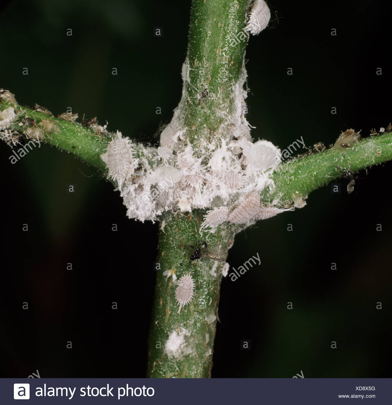 Pseudococcus Longispinus High Resolution Stock Photography and Images - Alamy