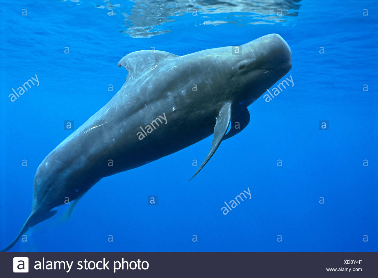 Pilot Whale Underwater High Resolution Stock Photography and Images - Alamy