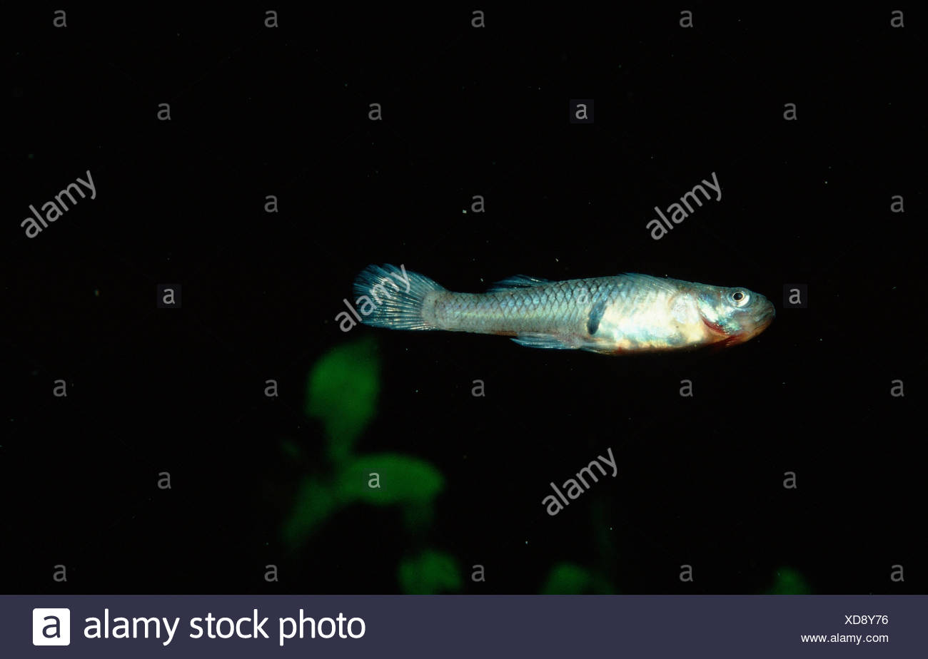 Mosquitofish High Resolution Stock Photography and Images - Alamy
