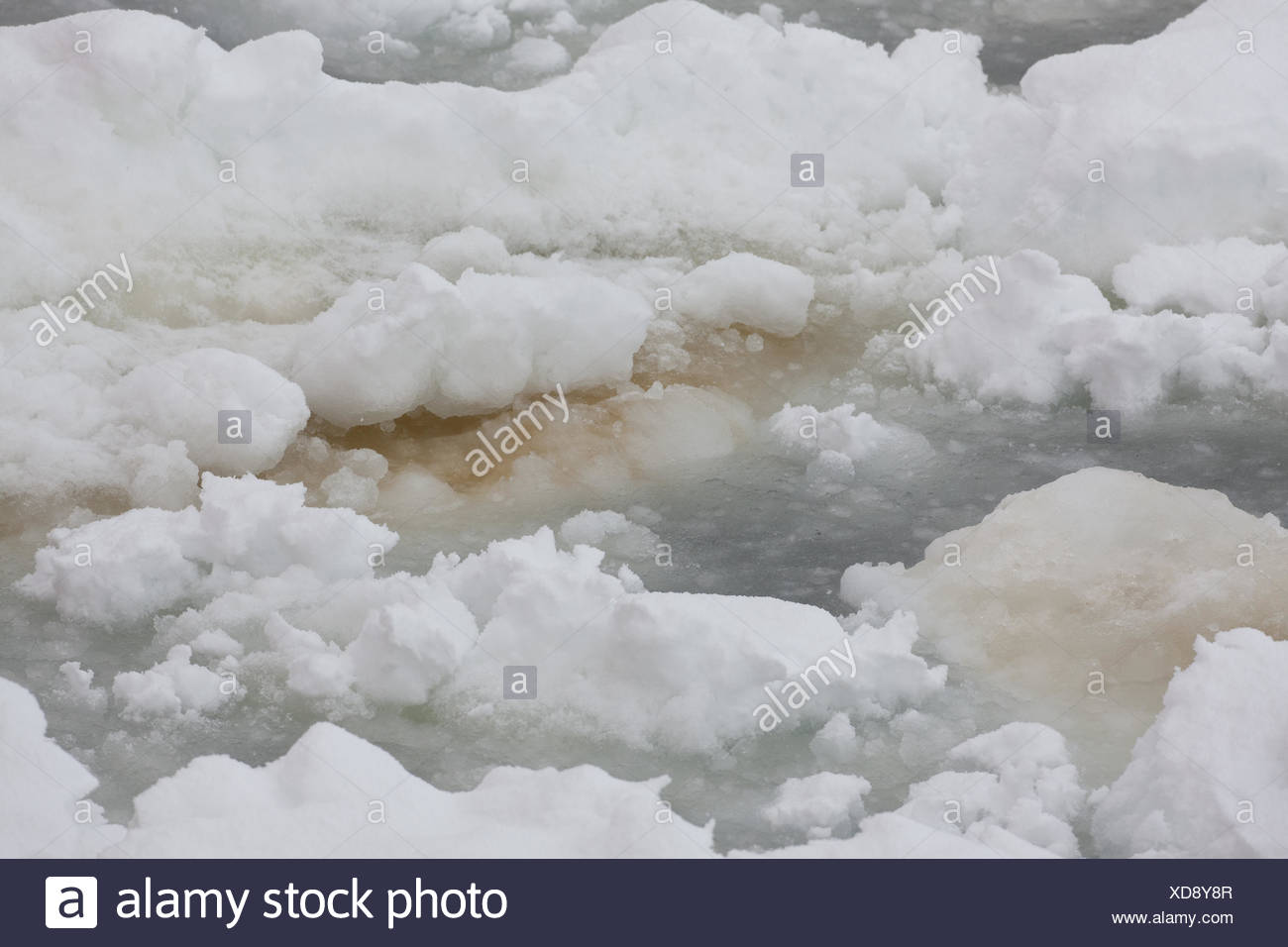 Marine Algae High Resolution Stock Photography and Images - Alamy