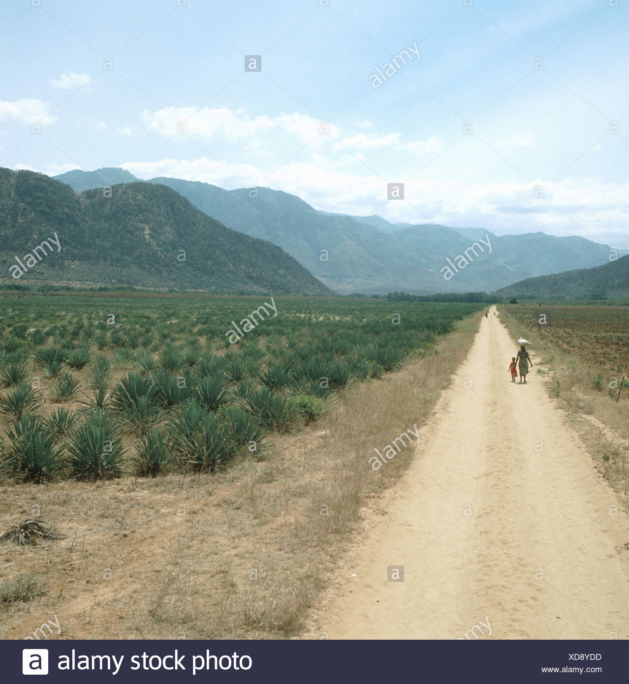 Sisal Plantation Stock Photos & Sisal Plantation Stock Images - Alamy