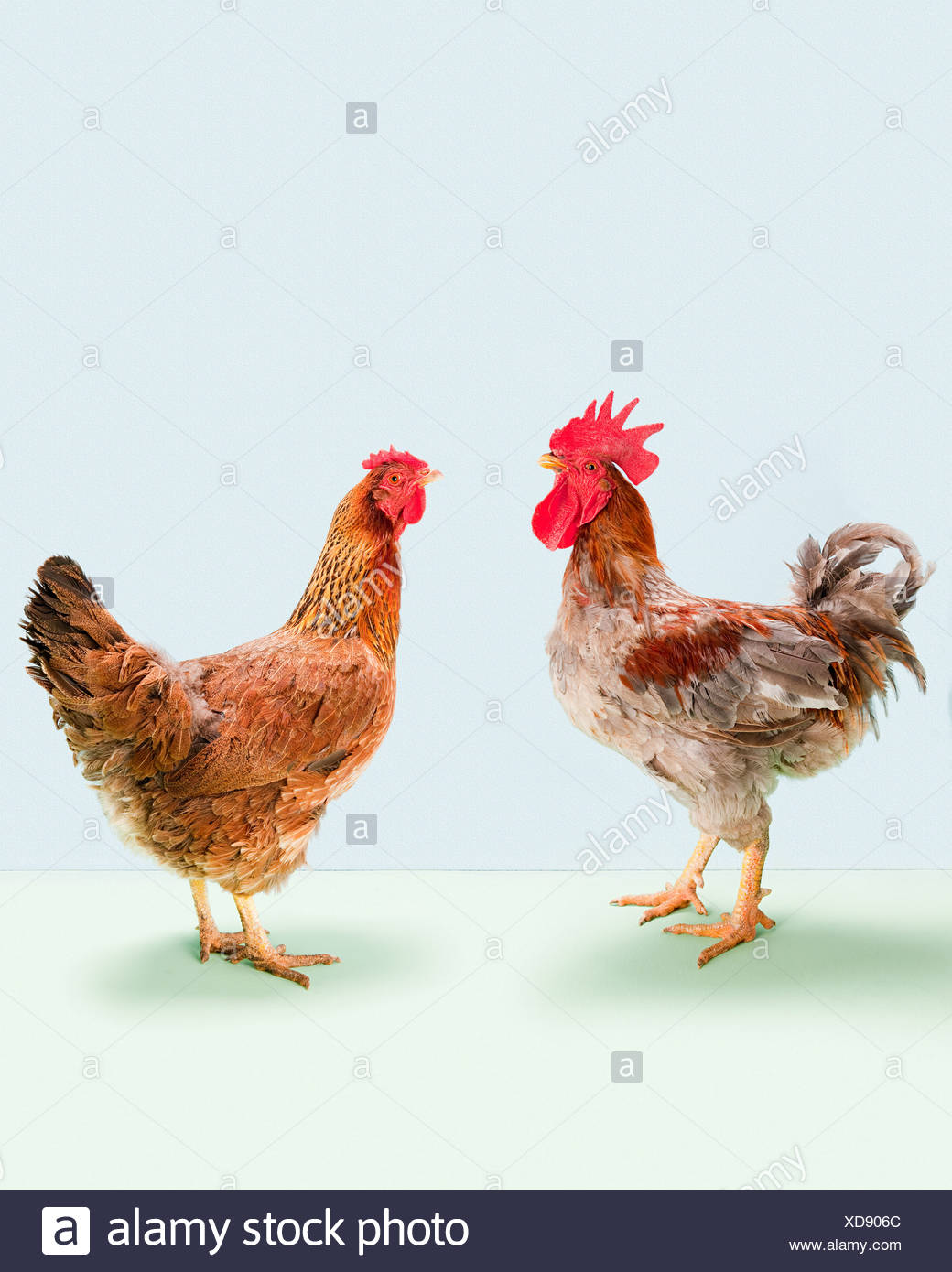 Rooster And Hen High Resolution Stock Photography and Images - Alamy